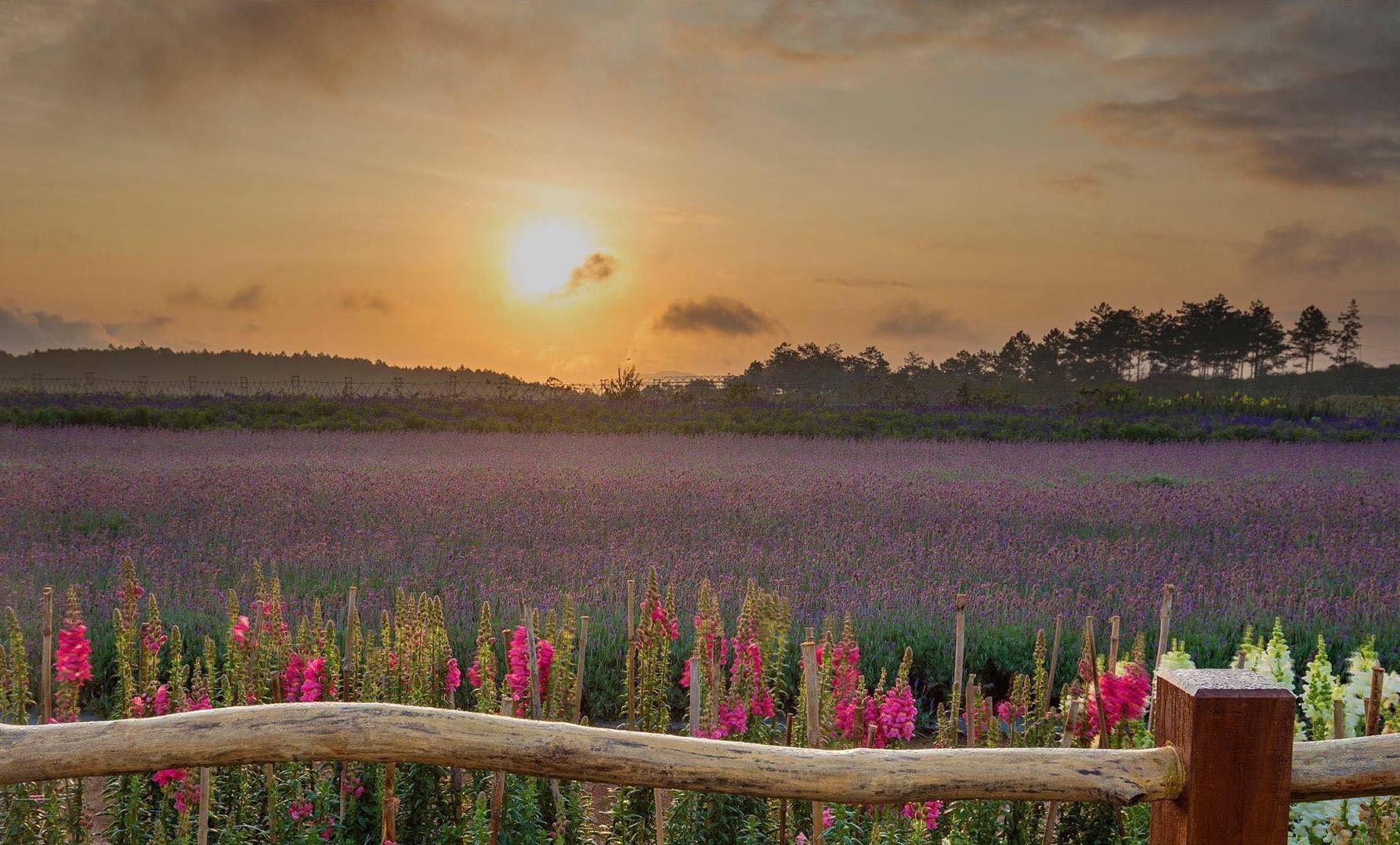 Cau Dat Farm is where sweet memories are made - JPTraveltime