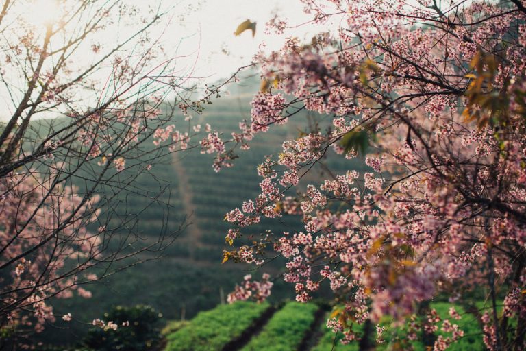 Cau Dat Farm is where sweet memories are made - JPTraveltime